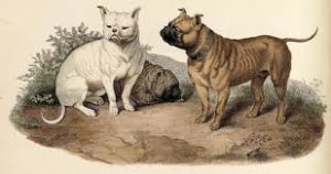 Pure Breeds - Just 15 in 1800s - Dogprobs