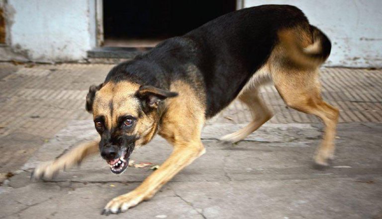 Meeting Other Dogs - fearful aggression - Dogprobs