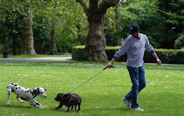 Appeasement Behaviour In Dogs - can you spot them? - Dogprobs