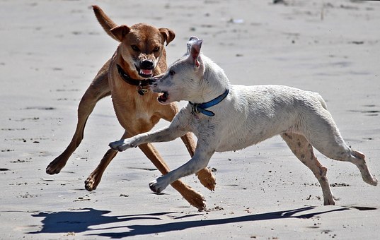 Fight or Flight - How do dogs decide? - Dogprobs